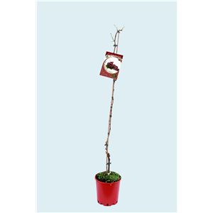 Parra Ruby Seedless M-25 - Vitis vinifera